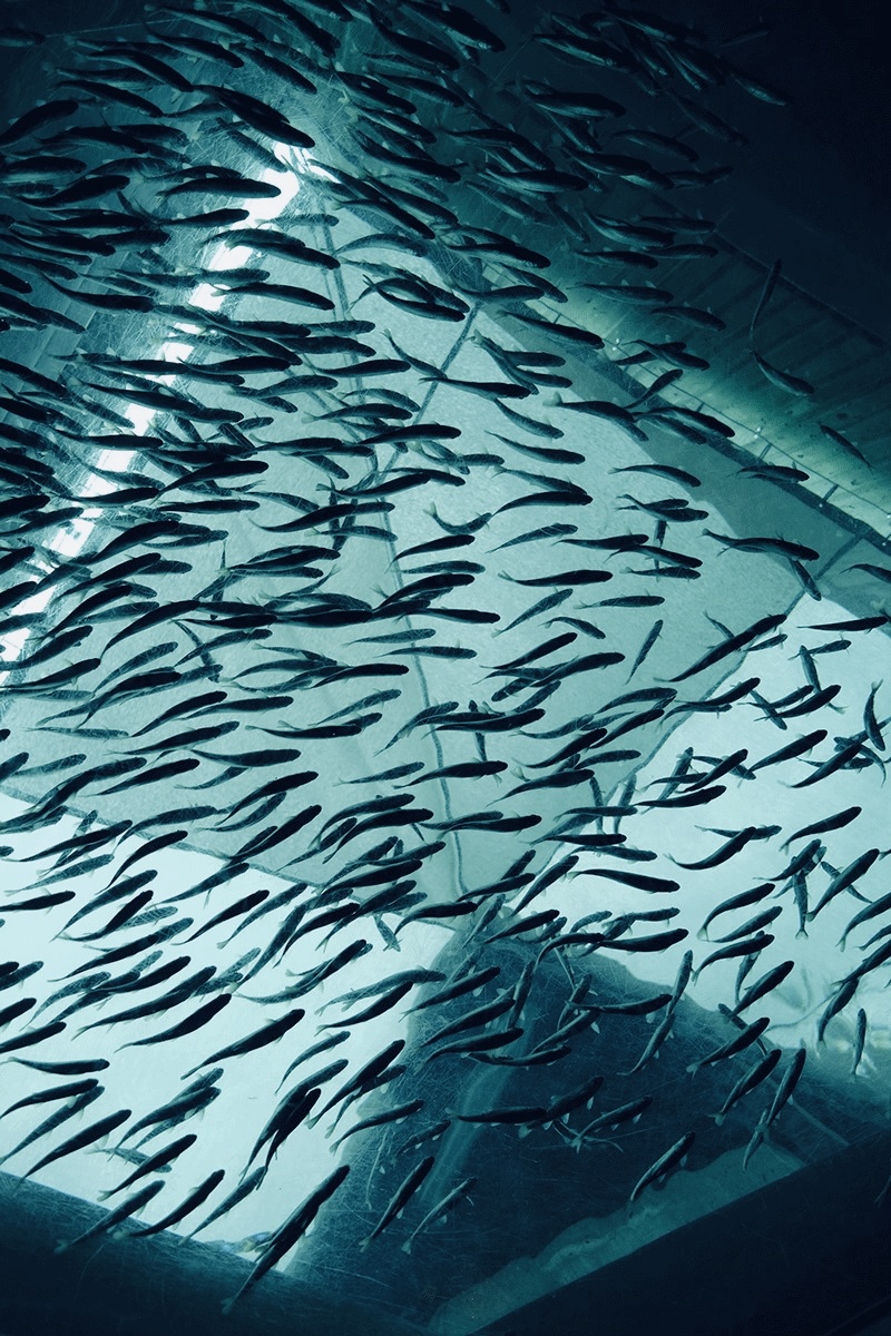 MBBR Media in RAS Aquaculture: How to Maximize Biofiltration Efficiency ...